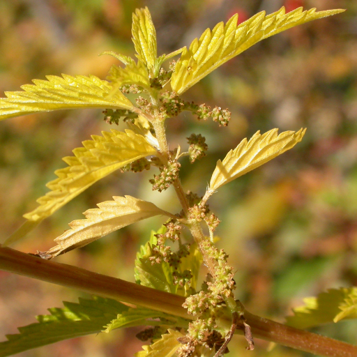 Slender Nettle (Urtica Gracilis) Plant Care & How to Grow, Water
