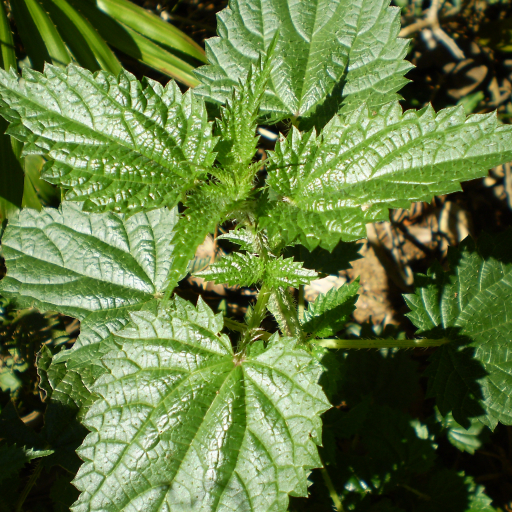 Tall Nettle (Urtica Incisa) Plant Care & How to Grow, Water