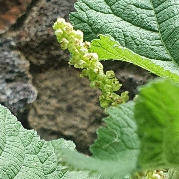 Thabai (Urtica Massaica) Plant Care & How to Grow, Water