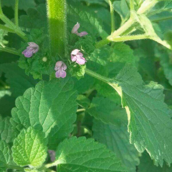 Urtica Rupestris Plant Care & How to Grow, Water