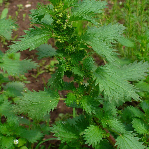 Dwarf Nettle (Urtica Urens) Plant Care & How to Grow, Water