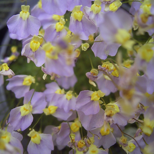 Utricularia Bisquamata Plant Care & How to Grow, Water