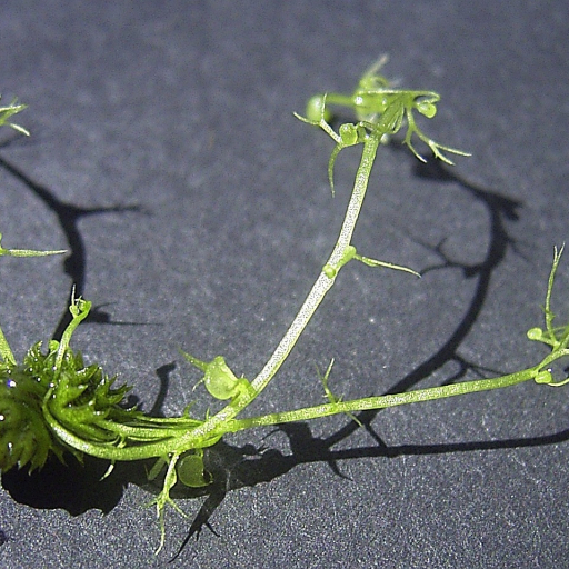 New Forest Bladderwort (Utricularia Bremii) Plant Care & How to Grow, Water