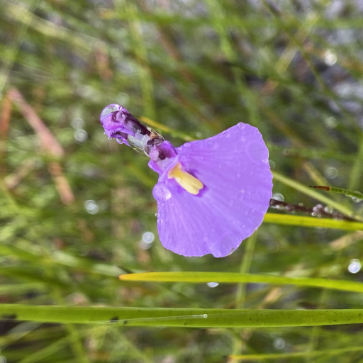 Fairies Apron (Utricularia Dichotoma) Plant Care & How to Grow, Water