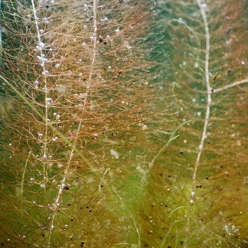 Florida Yellow Bladderwort (Utricularia Floridana) Plant Care & How to ...