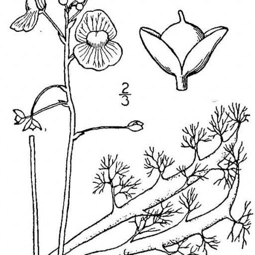 Large Swollen Bladderwort (Utricularia Inflata) Plant Care & How to ...
