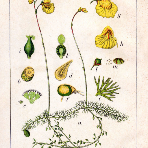 Flatleaf Bladderwort (Utricularia Intermedia) Plant Care & How to Grow ...