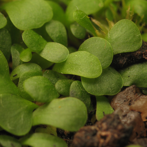 Utricularia Livida Plant Care & How to Grow, Water