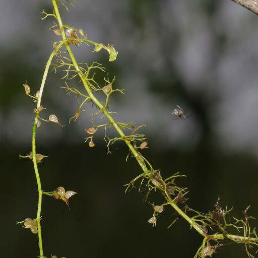Lesser Bladderwort (Utricularia Minor) Plant Care & How to Grow, Water
