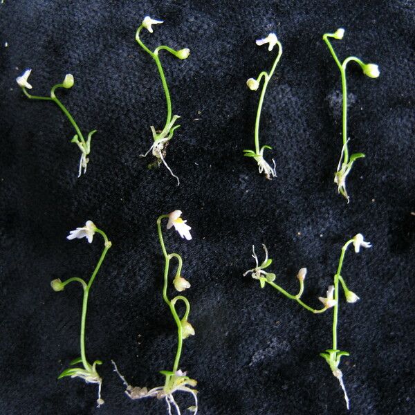 Utricularia Multicaulis Plant Care & How to Grow, Water