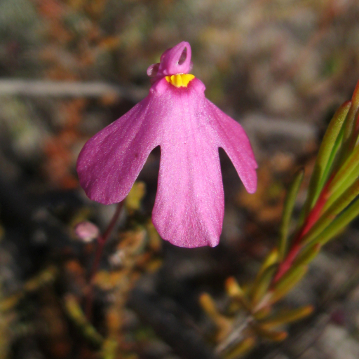 Pink Petticoats (Utricularia Multifida) Plant Care & How to Grow, Water