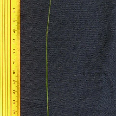 Utricularia Praetermissa Plant Care & How to Grow, Water