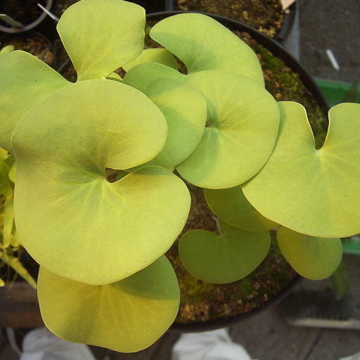 Utricularia Reniformis Plant Care & How to Grow, Water