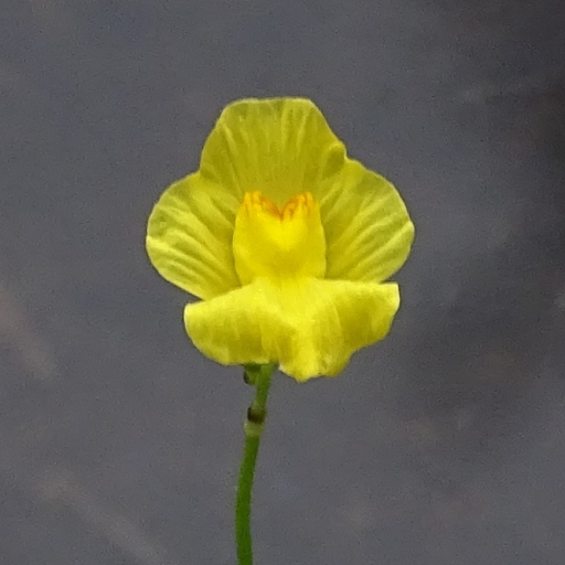 Striped Bladderwort (Utricularia Striata) Plant Care & How to Grow, Water