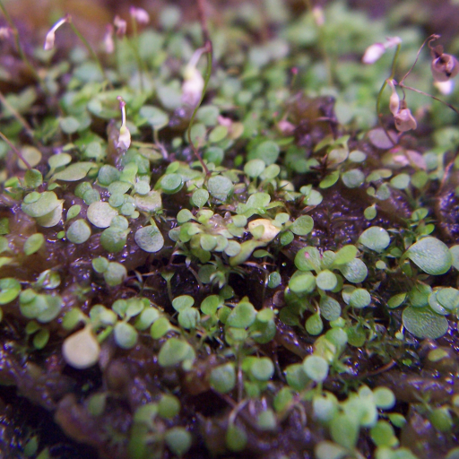 Striped Bladderwort (Utricularia Striatula) Plant Care & How to Grow, Water