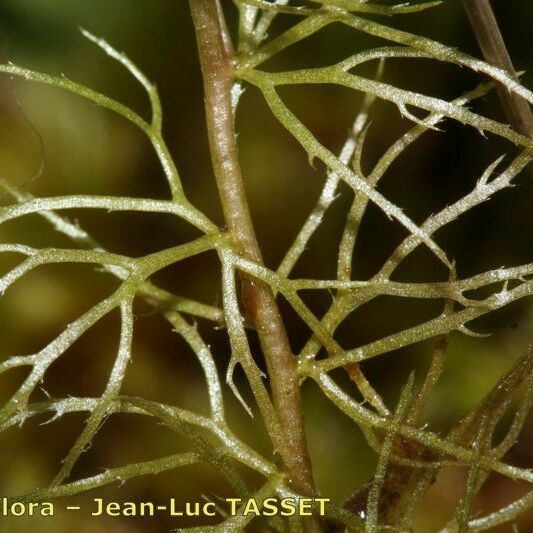 Nordic Bladderwort (Utricularia Stygia) Care Guide: Water, Soil ...