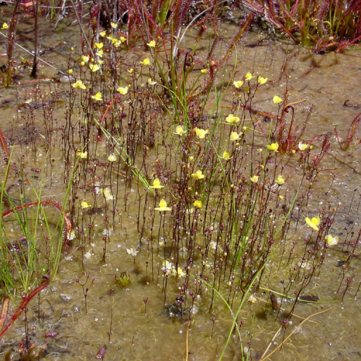 Zigzag Bladderwort (Utricularia Subulata) Plant Care & How to Grow, Water