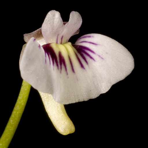 Utricularia Violacea Plant Care & How to Grow, Water
