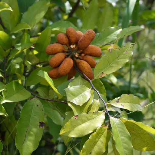 Finger-root (Uvaria Chamae) Plant Care & How to Grow, Water