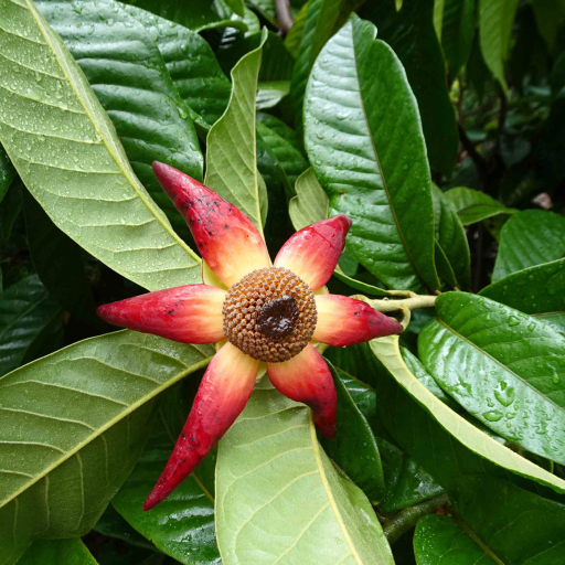 Large-Flowered Uvaria (Uvaria Grandiflora) Plant Care & How to Grow, Water