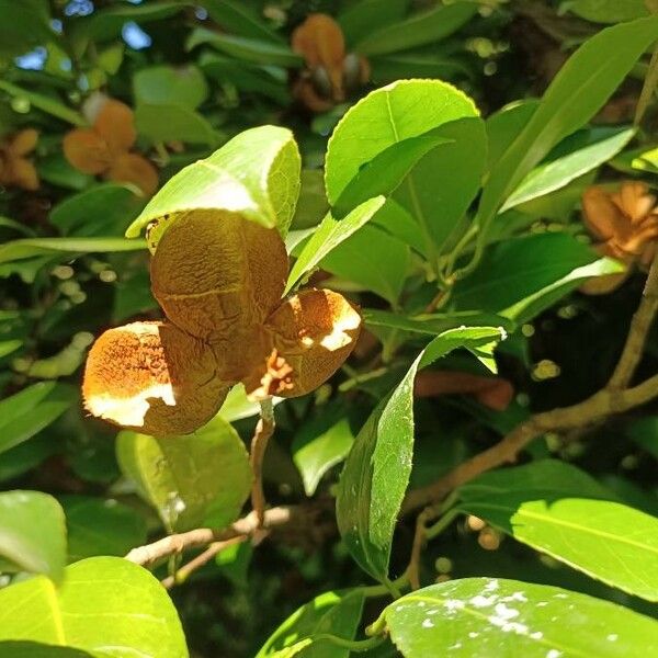 Uvaria Siamensis Plant Care & How to Grow, Water