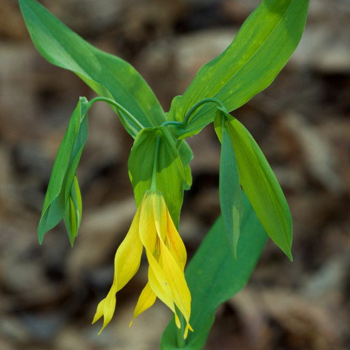 Bellwort (Uvularia Grandiflora) Plant Care & How to Grow, Water
