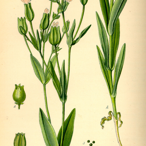 Cowcockle (Vaccaria Hispanica) Plant Care & How to Grow, Water