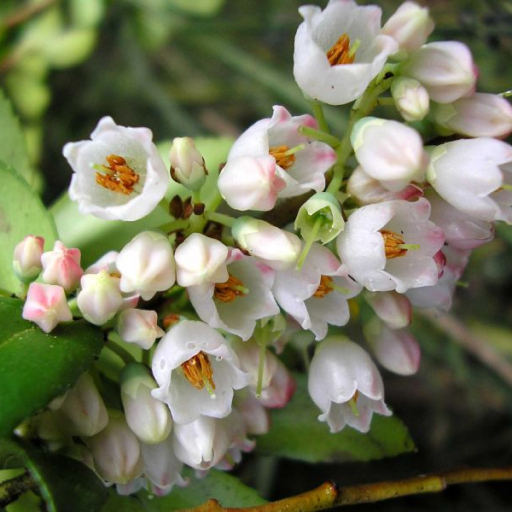 Thinleaf Huckleberry (Vaccinium Globulare) Care Guide: Water, Soil ...