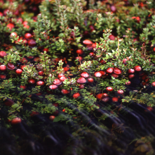 Savin Juniper (Juniperus Sabina) Plant Care & How to Grow, Water
