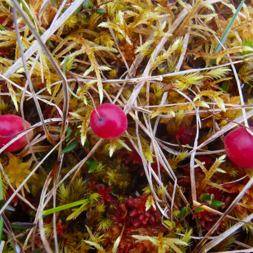 Uccâjeggijuŋŋâ (Vaccinium Microcarpum) Plant Care & How to Grow, Water