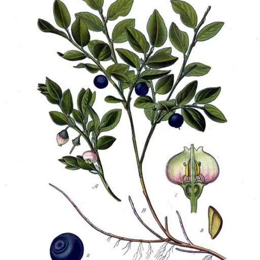 Bilberry (Vaccinium Myrtillus) Care Guide: Water, Soil & Propagation ...