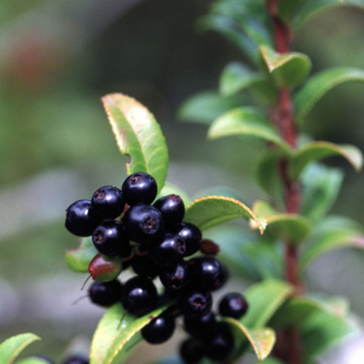 Evergreen Huckleberry (Vaccinium Ovatum) Plant Care & How to Grow, Water