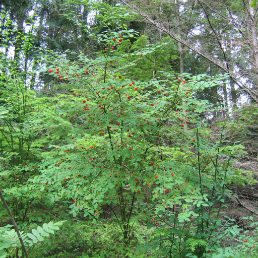 Red Huckleberry (Vaccinium Parvifolium) Plant Care & How to Grow, Water