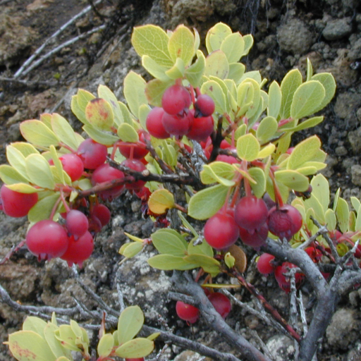 Ohelo (Vaccinium Reticulatum) Plant Care & How to Grow, Water