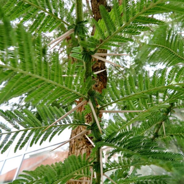 Nyanga Flat-Top (Vachellia Abyssinica) Plant Care & How to Grow, Water