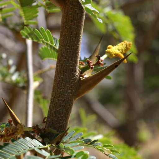 Bull Horn Acacia (Vachellia Collinsii) Plant Care & How to Grow, Water