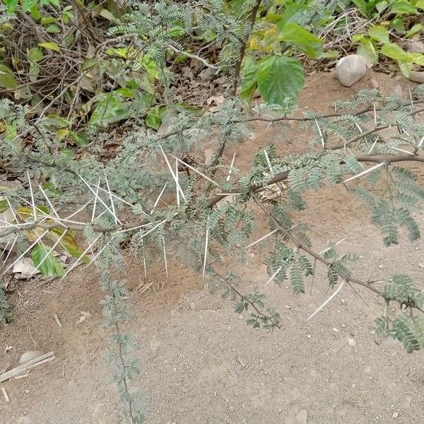 Red Acacia (Vachellia Gerrardii) Plant Care & How to Grow, Water