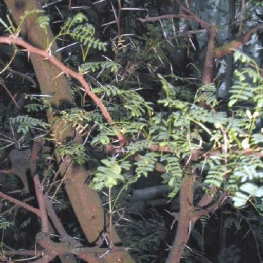 All-Thorn Acacia (Vachellia Horrida) Plant Care & How to Grow, Water