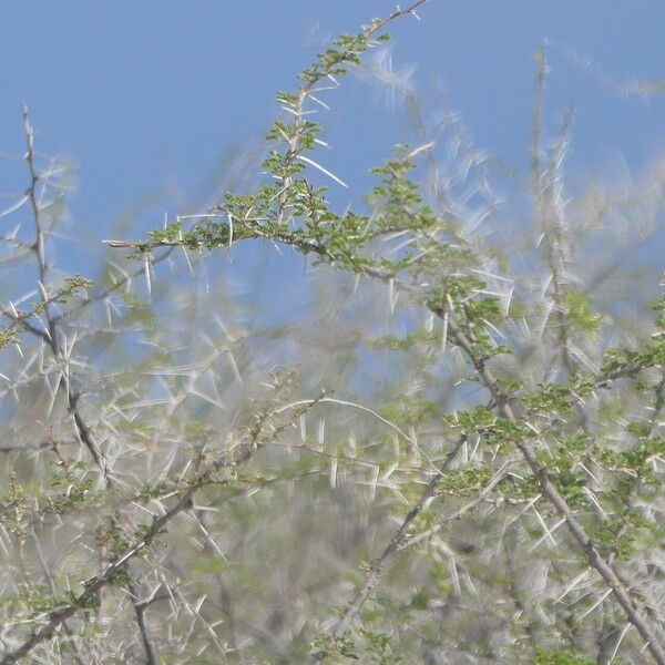 Water Acacia (Vachellia Nebrownii) Plant Care & How to Grow, Water