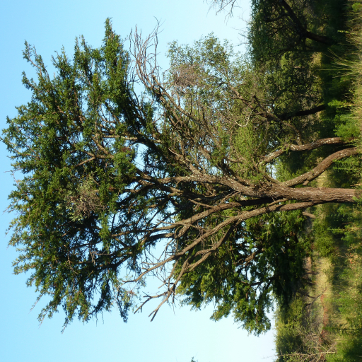 Splendid Thorn (Vachellia Robusta) Plant Care & How to Grow, Water