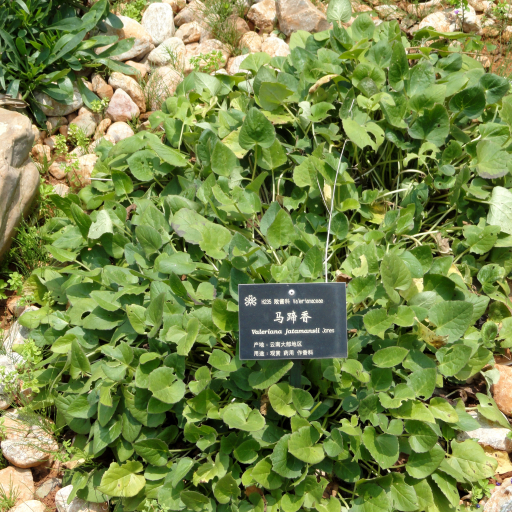 Indian Valerian (Valeriana Jatamansi) Care Guide: Water, Soil ...