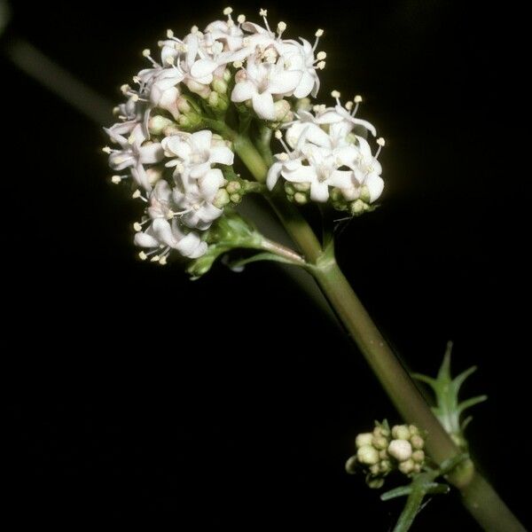 Valeriana Laxiflora Care Guide: Water, Soil & Propagation - Plantiary