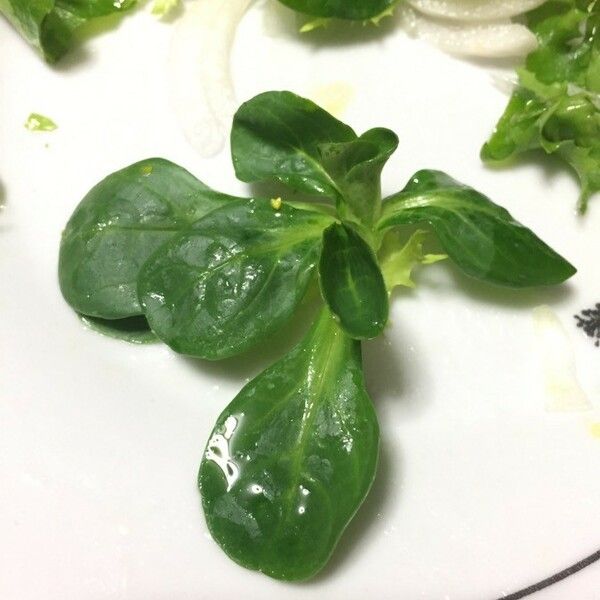 Lamb's Lettuce (Valeriana Locusta) Plant Care & How to Grow, Water