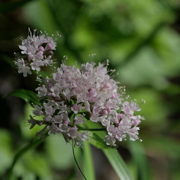 Mountain Valerian (Valeriana Montana) Plant Care & How to Grow, Water