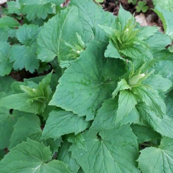Pyranean Valerian (Valeriana Pyrenaica) Plant Care & How to Grow, Water