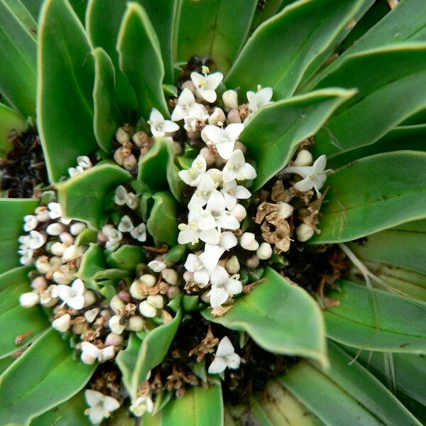 Valeriana Rigida Plant Care & How to Grow, Water