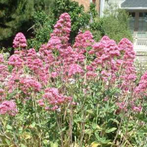 Red Valerian (Valeriana Rubra) Plant Care & How to Grow, Water