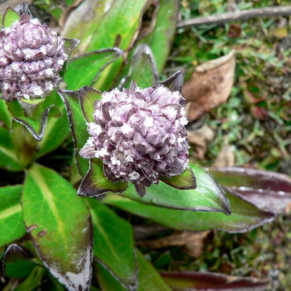 Valeriana Secunda Care Guide: Water, Soil & Propagation - Plantiary
