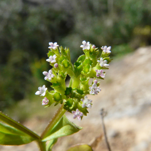 Italian Corn Salad (Valerianella Eriocarpa) Plant Care & How to Grow, Water