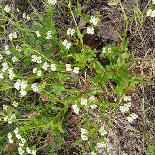 Beaked Cornsalad (Valerianella Radiata) Plant Care & How to Grow, Water